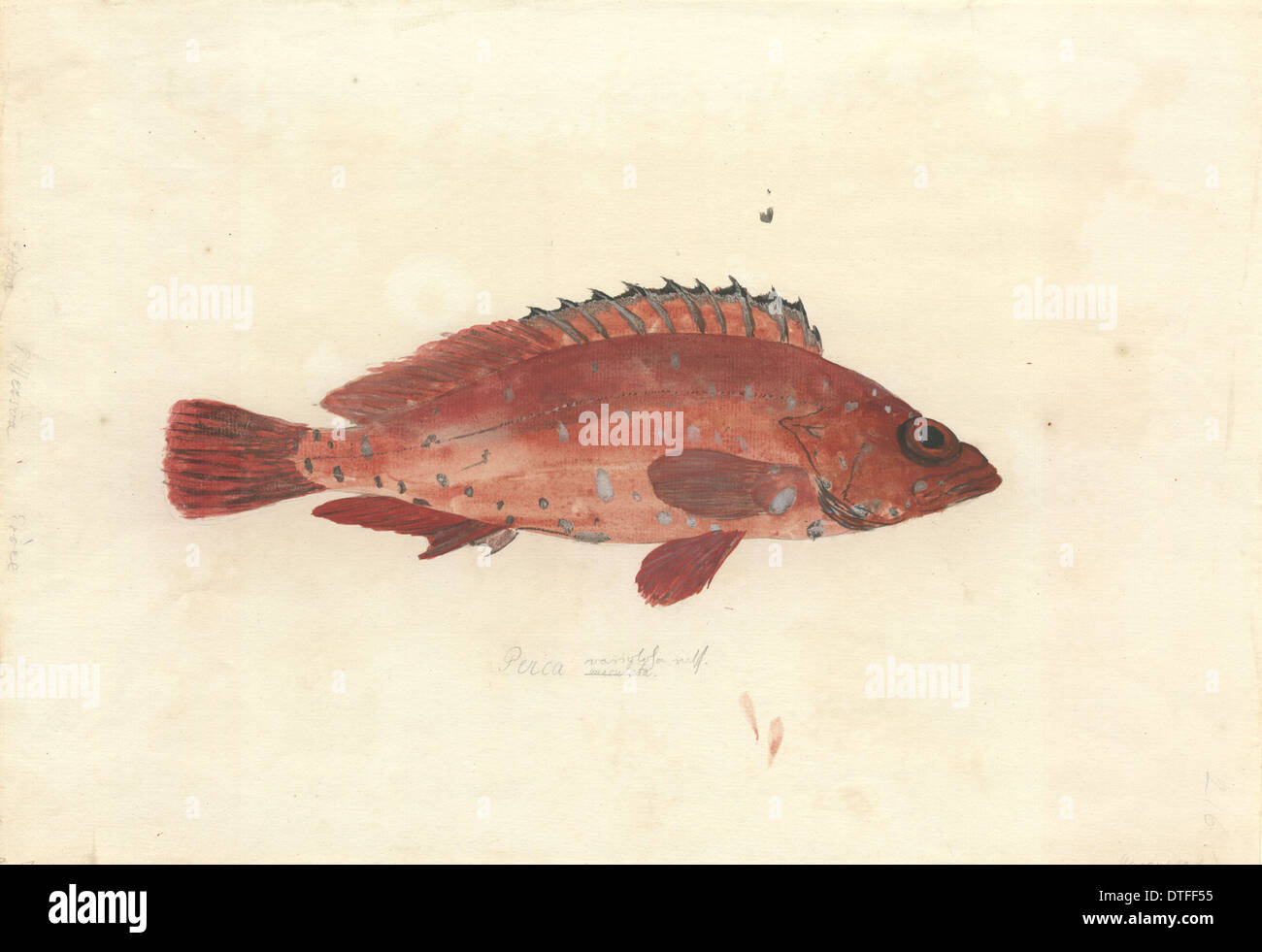 Variolosa hi-res stock photography and images - Alamy