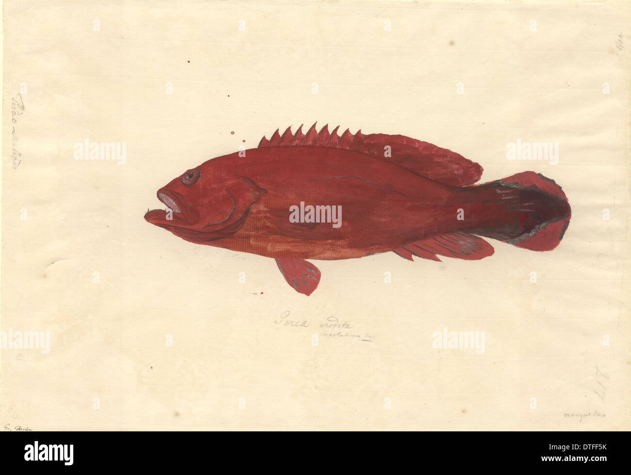 Cephalopholis urodeta, flagtailed rockcod Stock Photo - Alamy