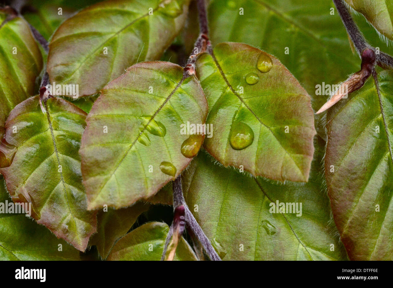 Close-up of water drops on leaves of Beech tree / Fagus sylvatica in ...