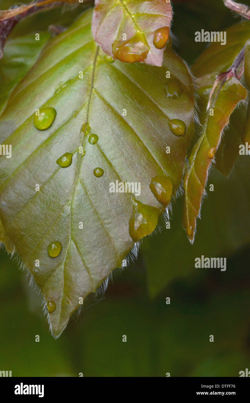 Close-up of water drops on leaf of Beech tree / Fagus sylvatica in ...