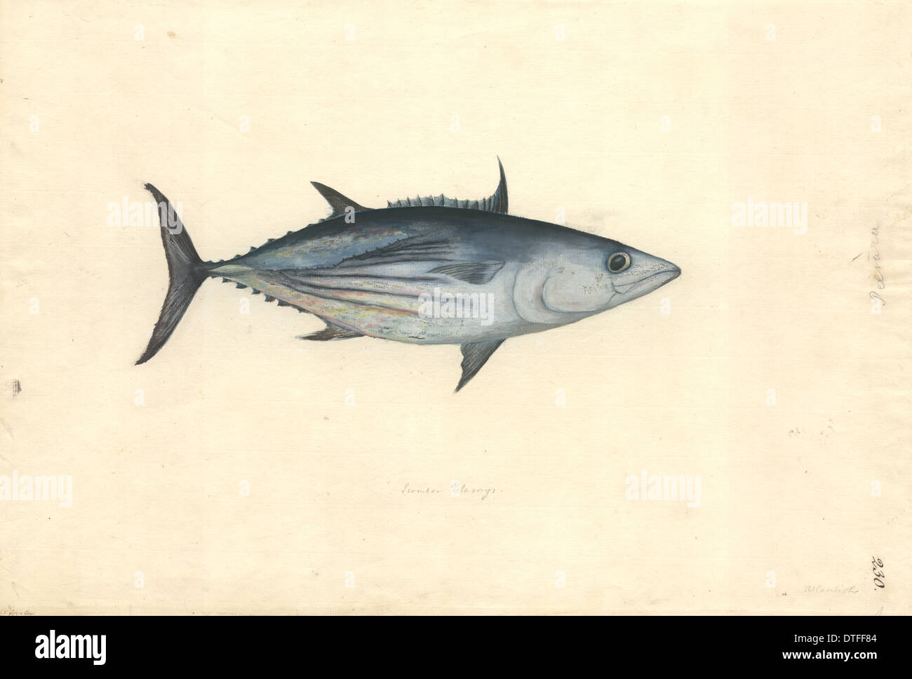 Skipjack katsuwonus pelamis hi-res stock photography and images - Alamy