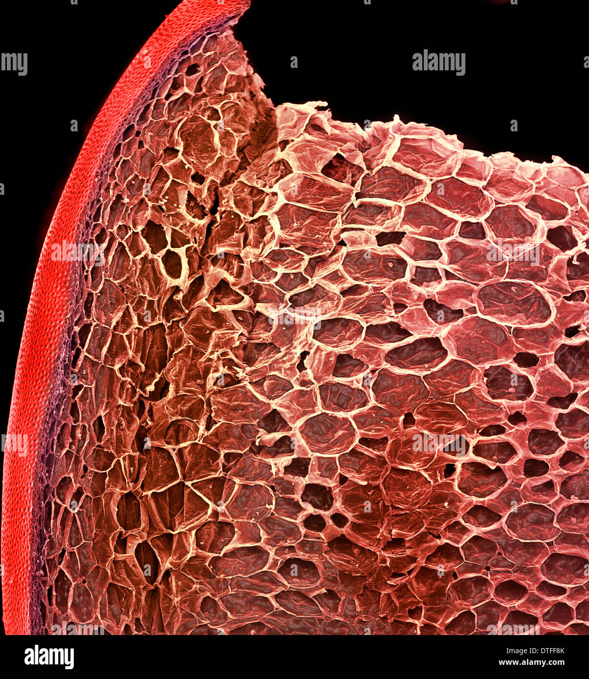 Tomato Under Microscope