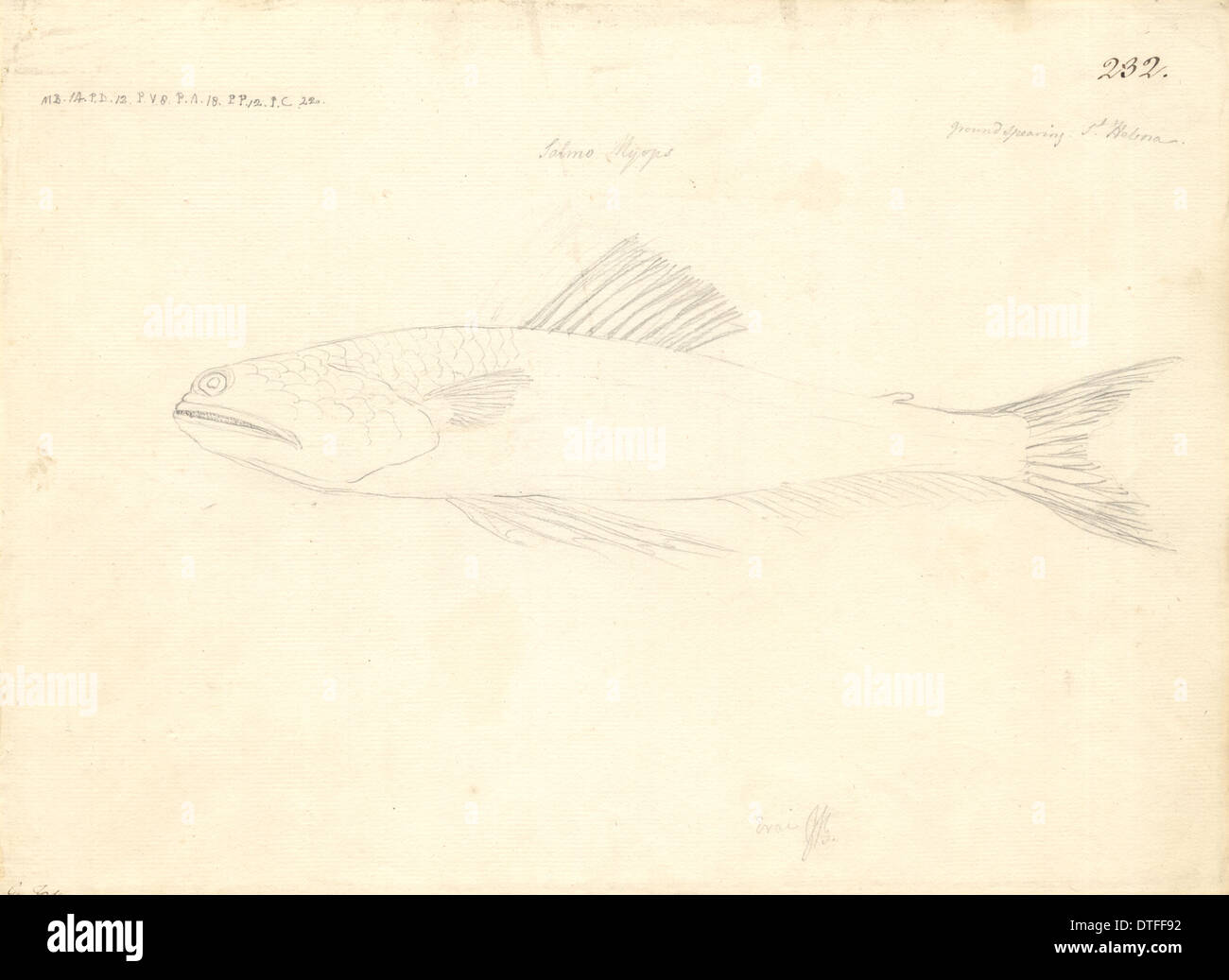 Aulopiformes hi-res stock photography and images - Alamy