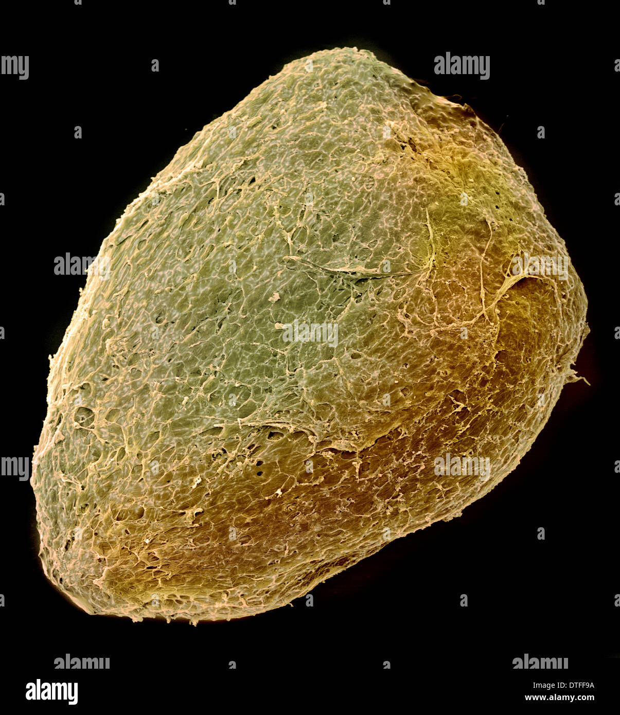 Tomato sem hi-res stock photography and images - Alamy