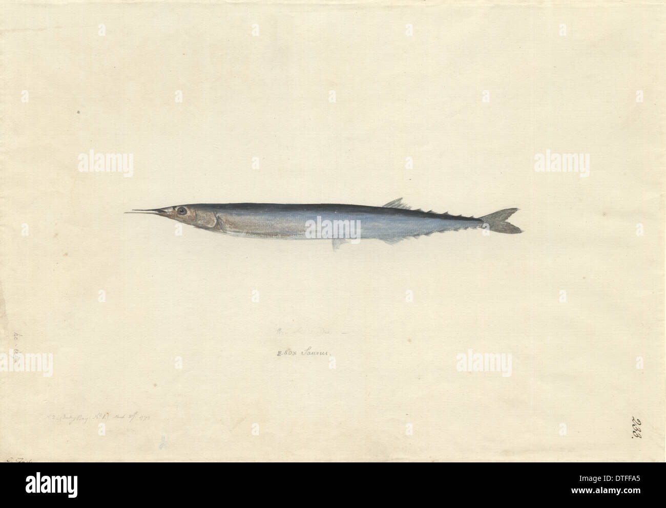 Atlantic saury hi-res stock photography and images - Alamy
