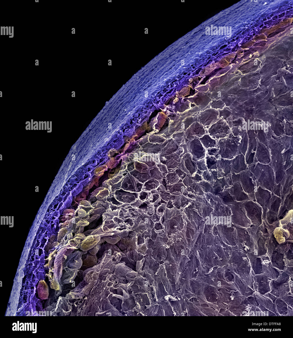 Dicotyledon microscope hi-res stock photography and images - Alamy