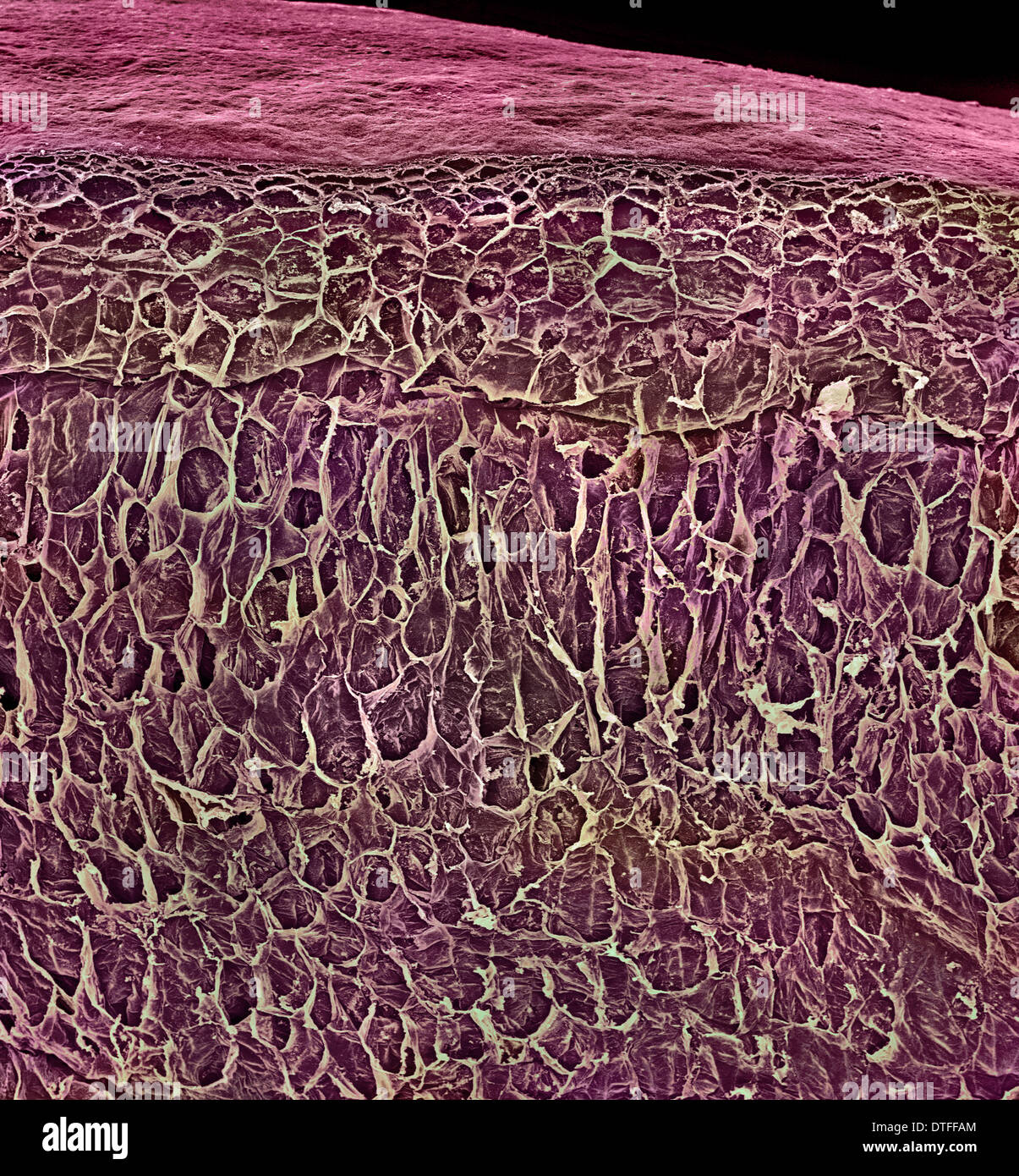 Vitis sp., red grape Stock Photo - Alamy