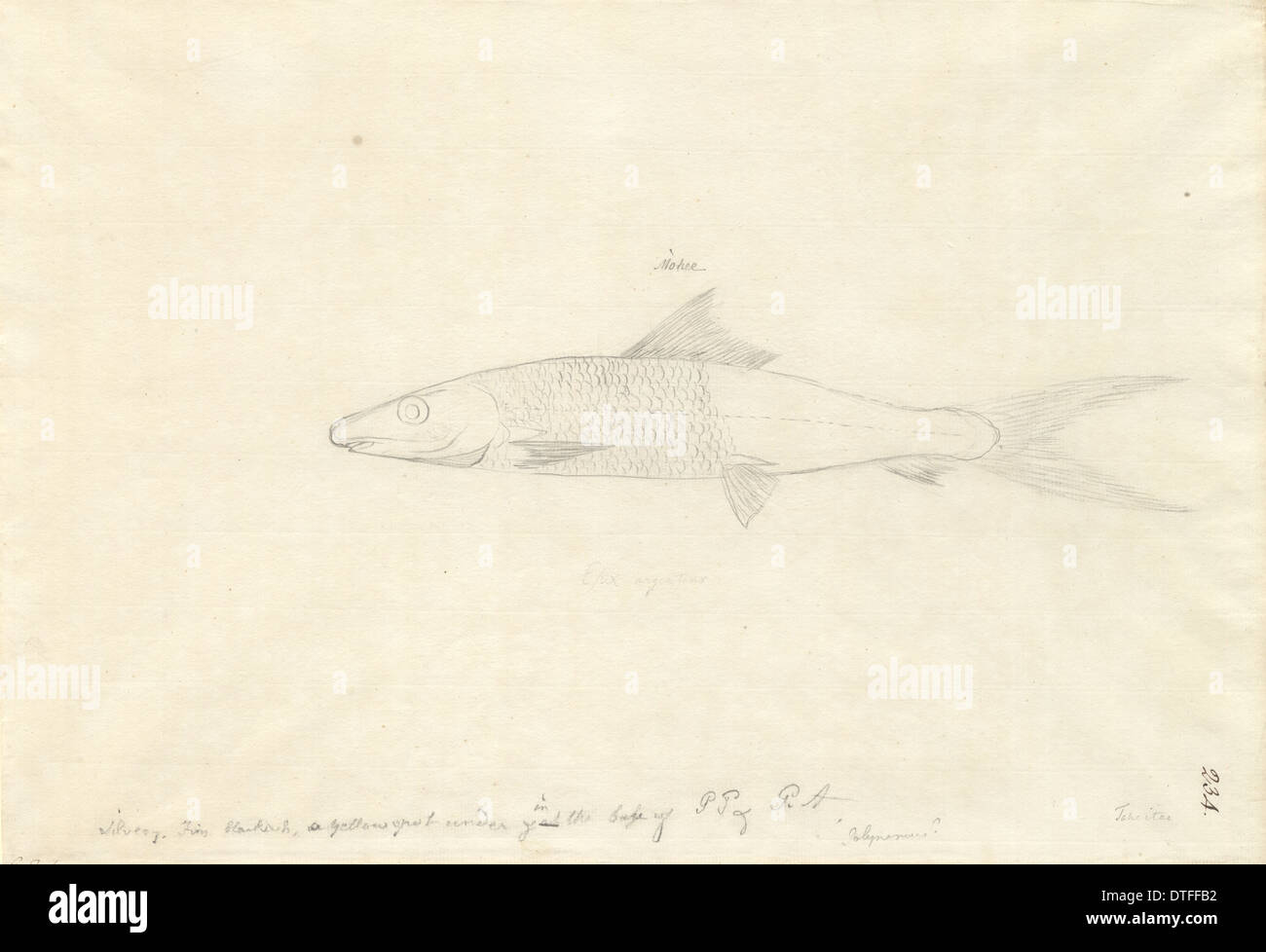 Albula vulpes, bonefish Stock Photo - Alamy