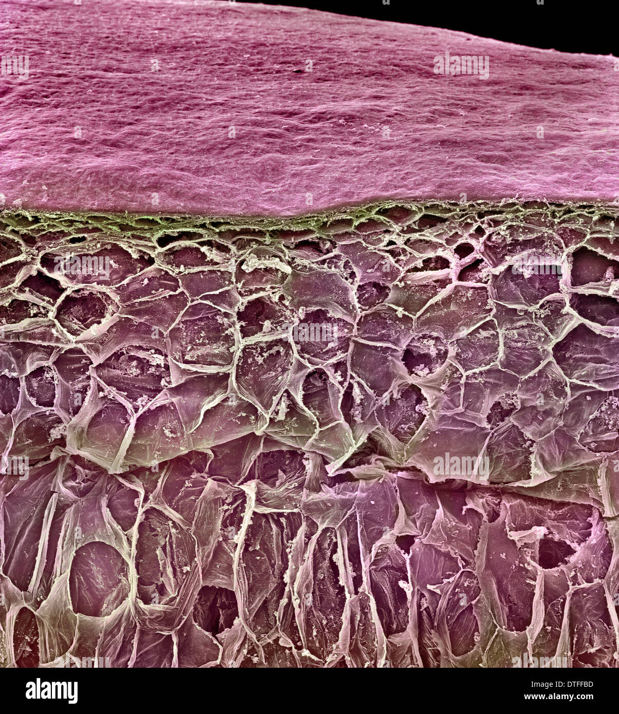 Dicotyledon and microscope hi-res stock photography and images - Alamy