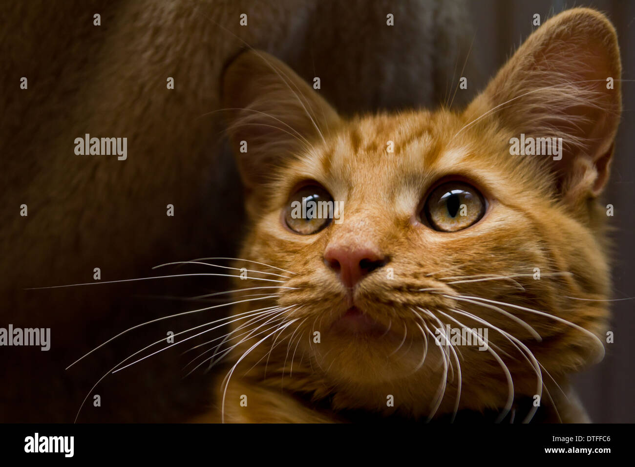 Handsome Ginger Cat High Resolution Stock Photography and Images - Alamy