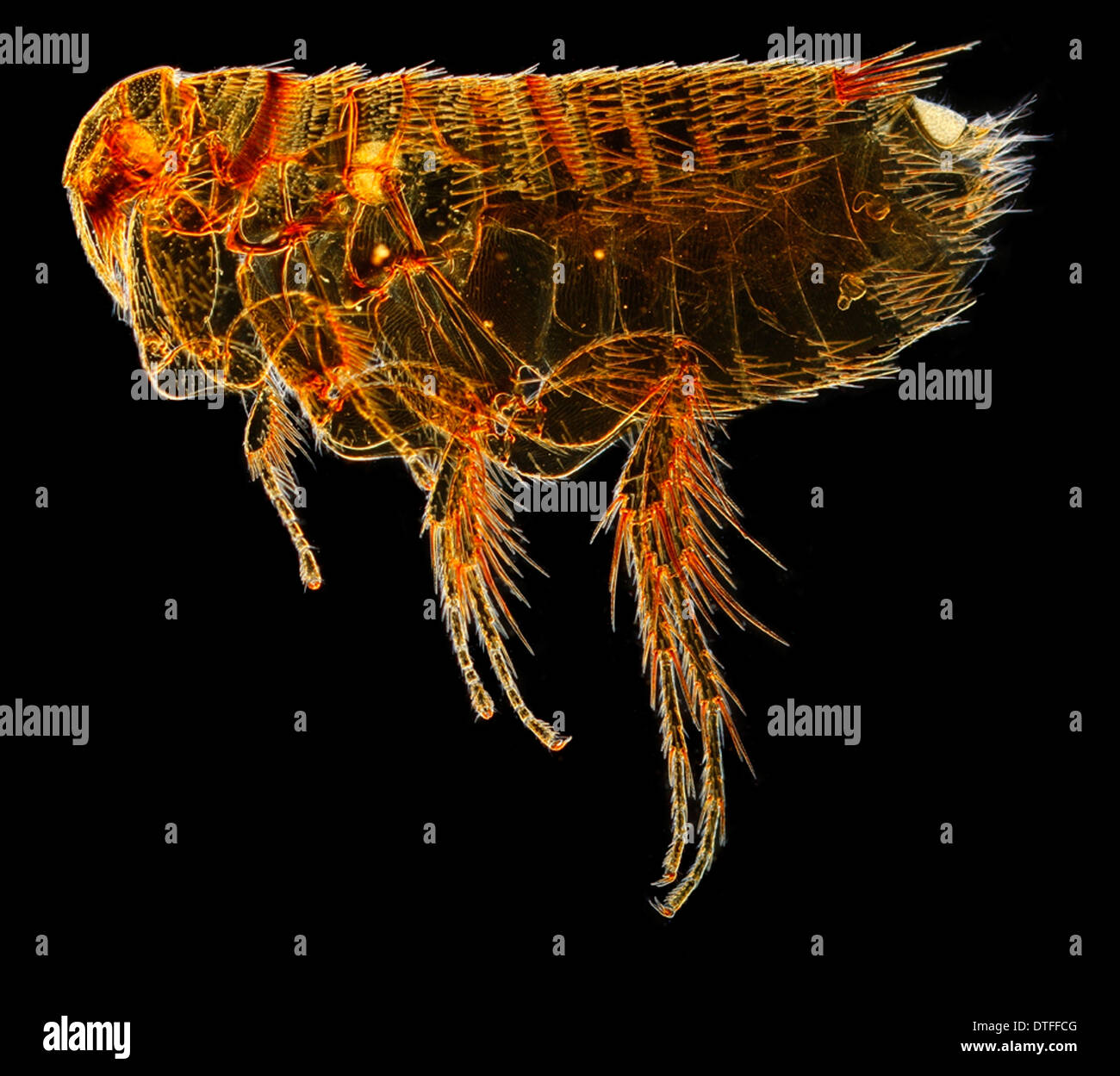 Magnified flea hi-res stock photography and images - Alamy