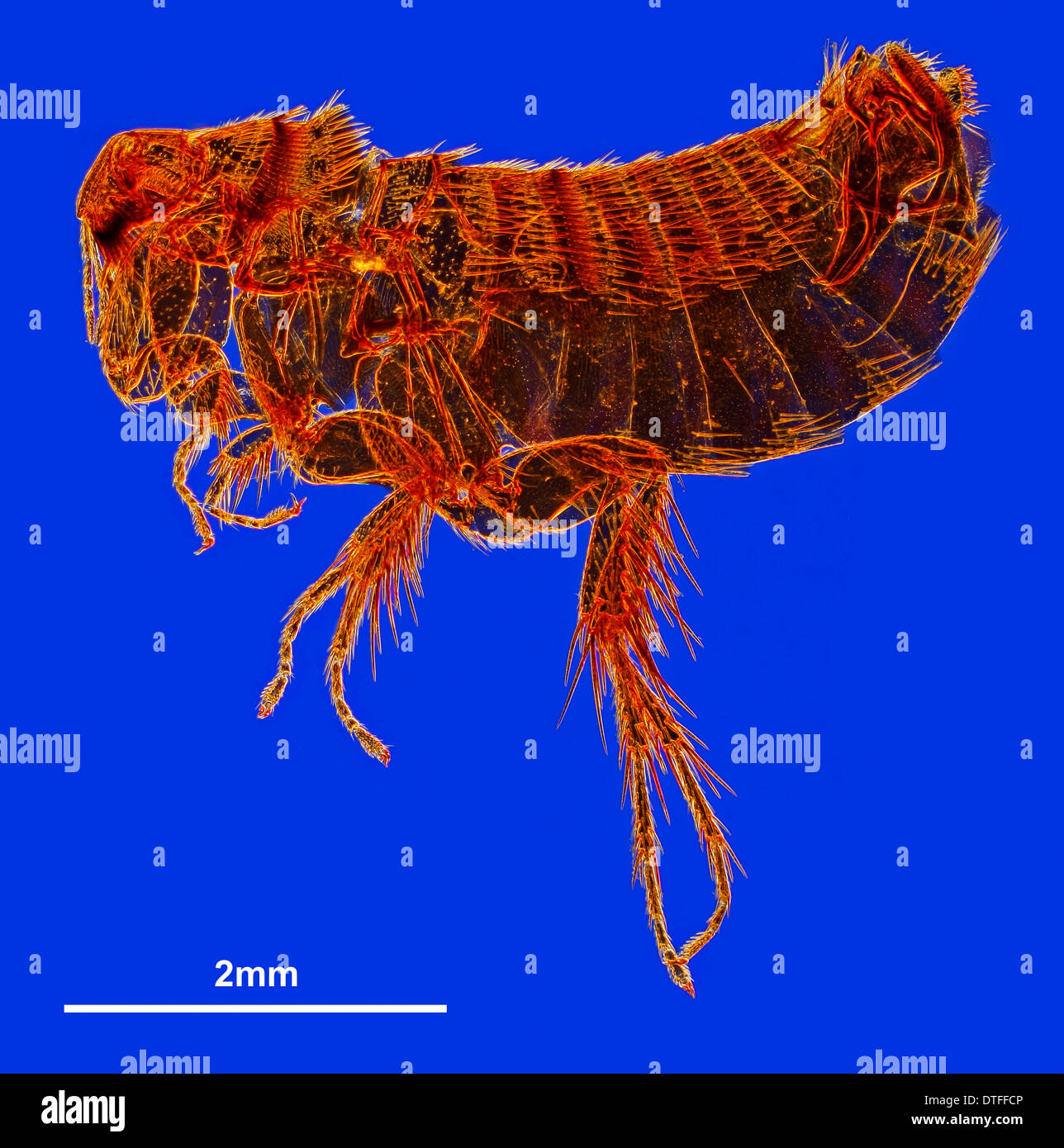 Soricomorpha hi-res stock photography and images - Alamy