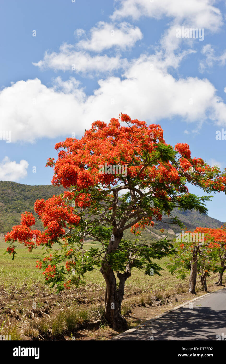 Mauritius flamboyant tree flame tree hi-res stock photography and ...