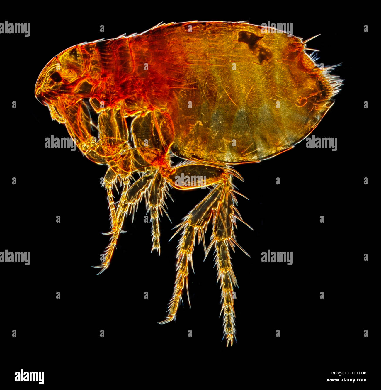 Ctenocephalides hi-res stock photography and images - Alamy