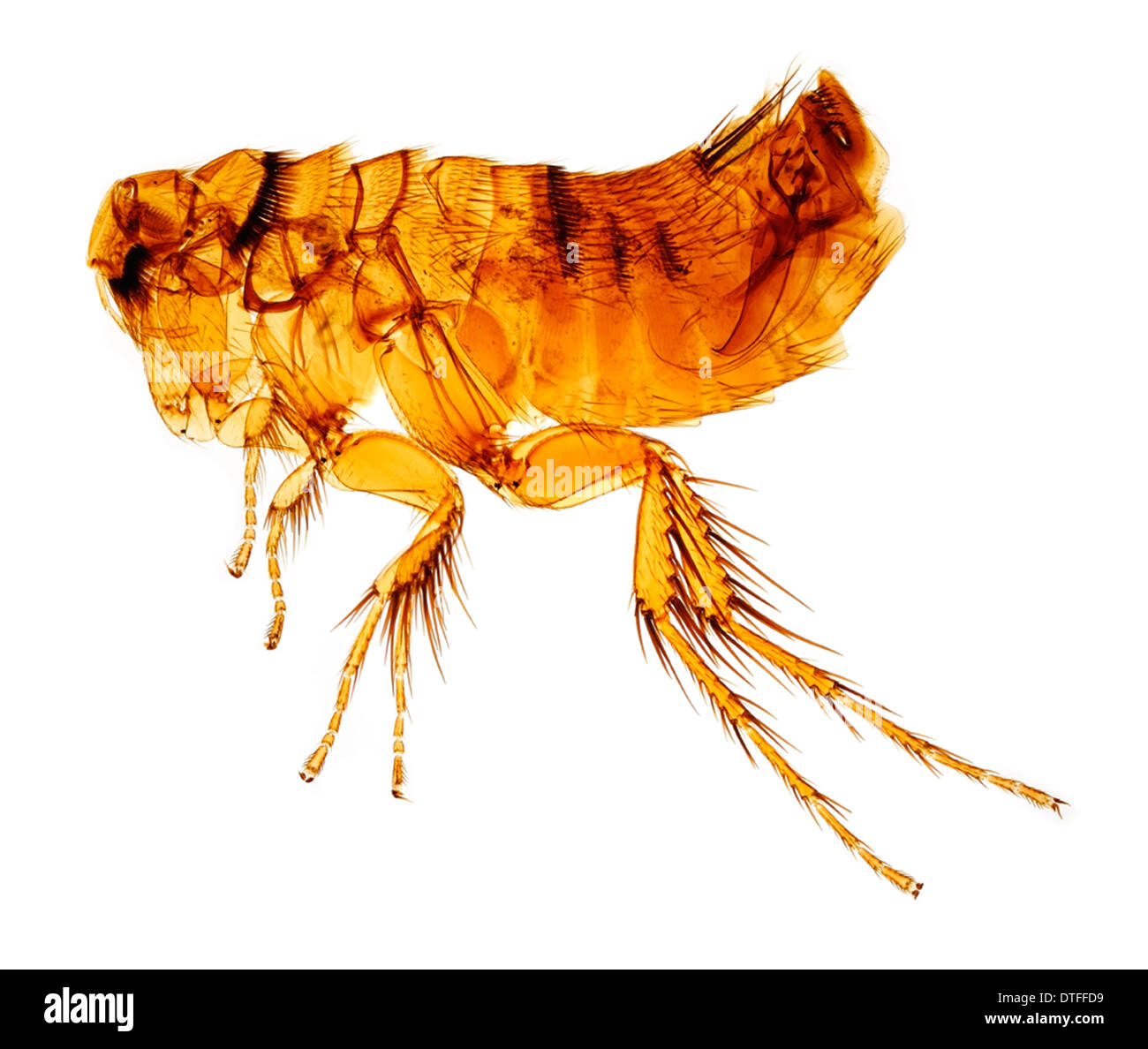 Talpae hi-res stock photography and images - Alamy