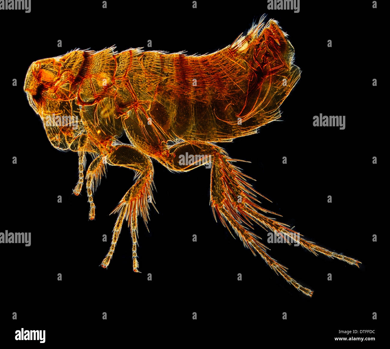 Hystrichopsylla talpae talpae, mole flea Stock Photo - Alamy
