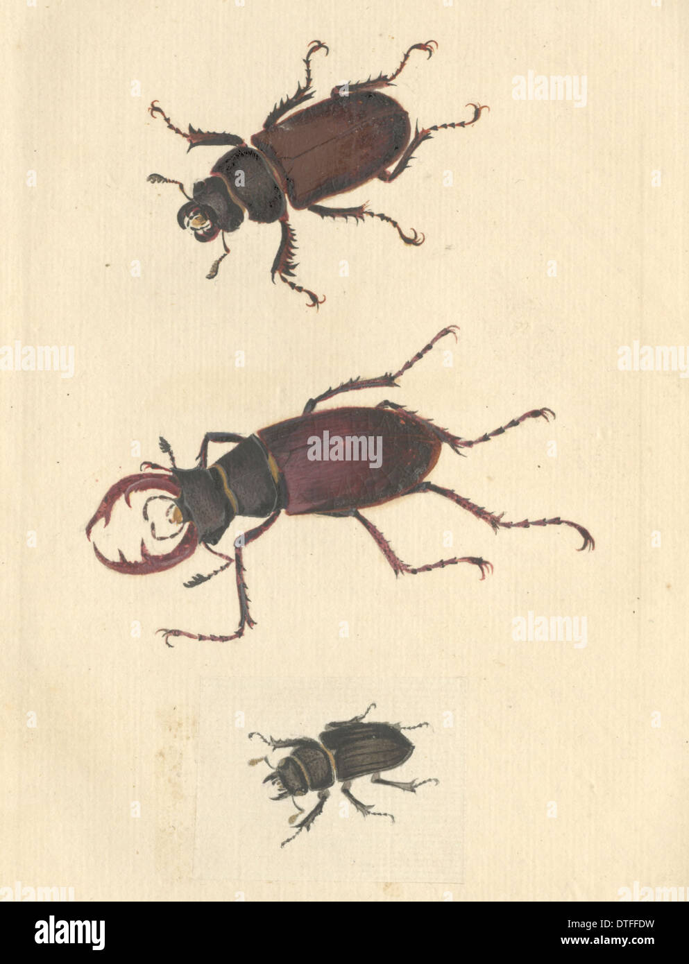 English Insects illustration of Stag beetles by James Barbut Stock ...