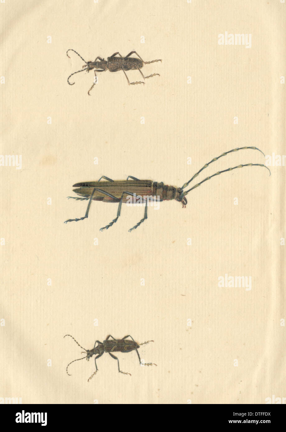 English Insects illustration of Longhorn beetles by James Barbut Stock ...