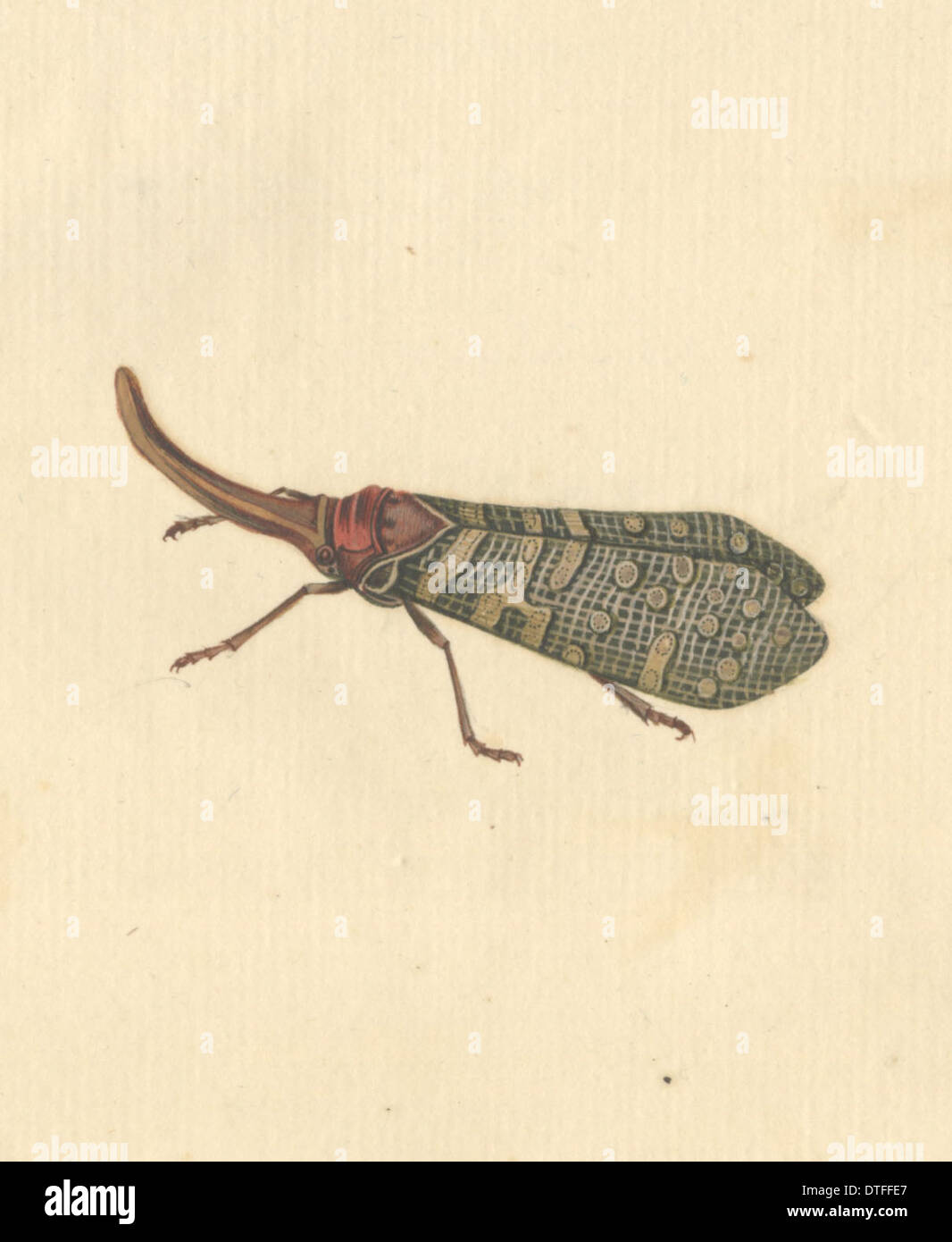 English Insects illustration by James Barbut Stock Photo - Alamy