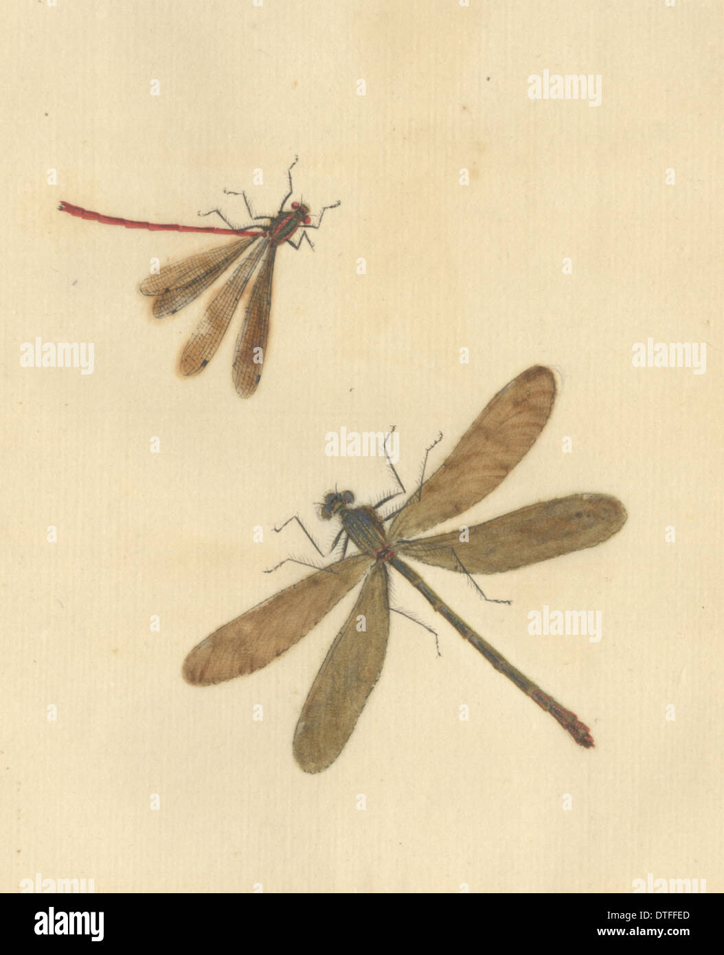 English insects illustration james barbut hi-res stock photography and ...