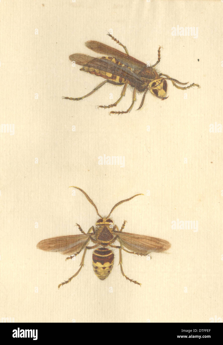 English Insects illustration by James Barbut Stock Photo - Alamy