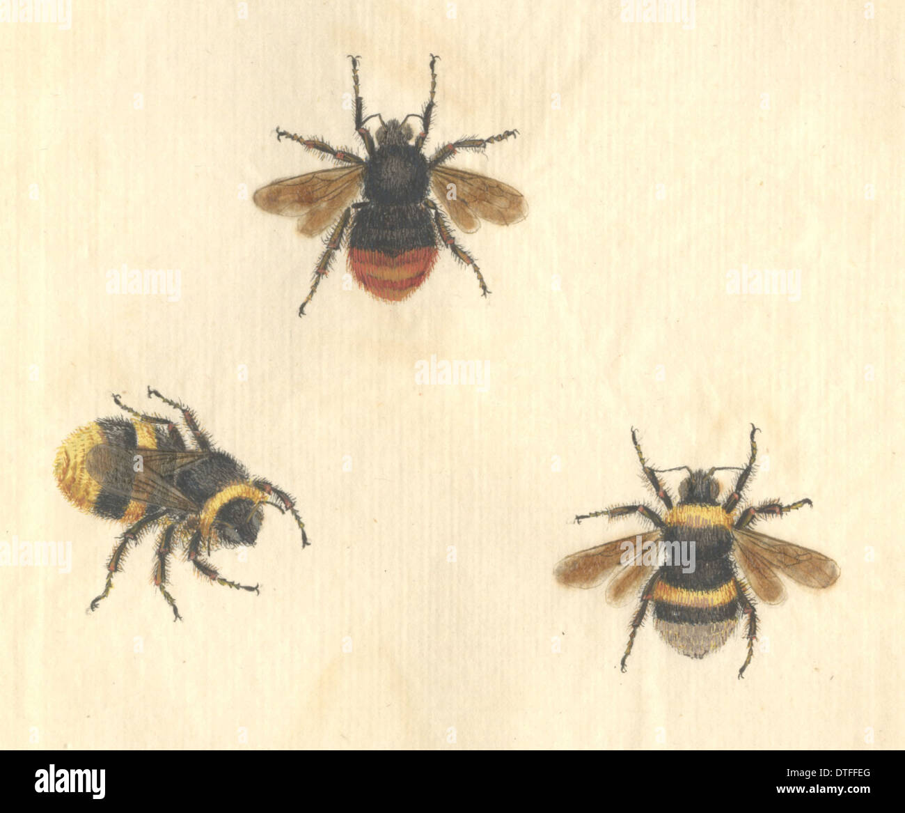 English Insects illustration by James Barbut Stock Photo - Alamy