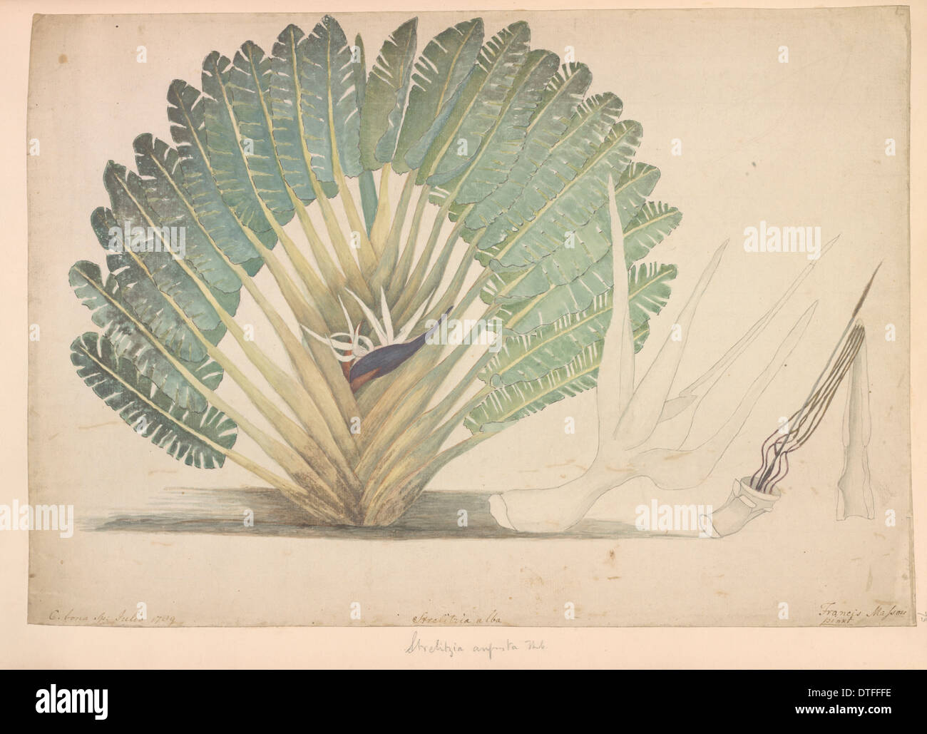 Strelitzia alba, white bird of paradise Stock Photo - Alamy