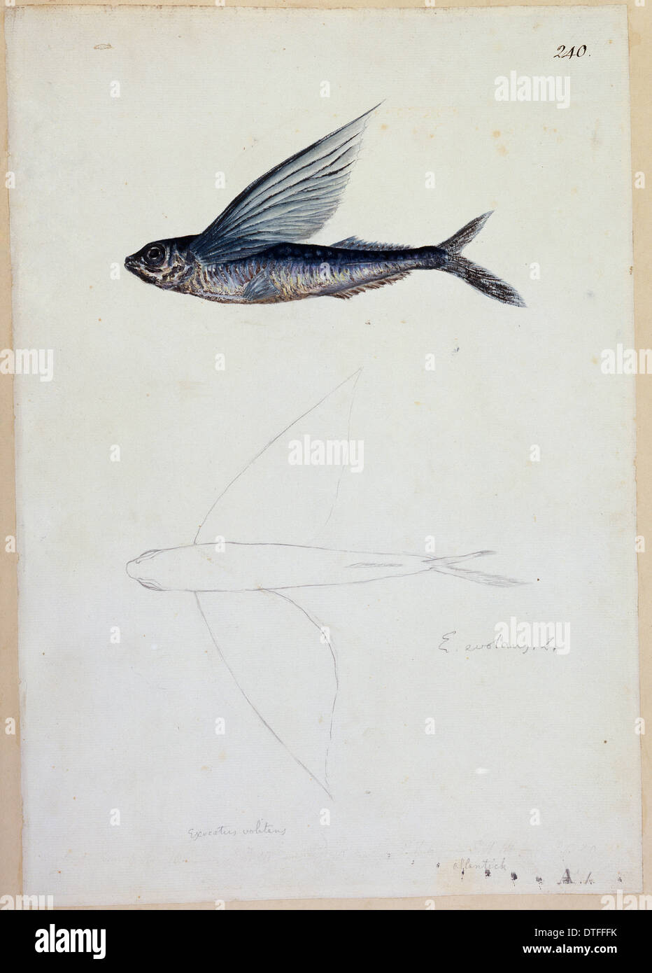 Tropical two winged flyingfish hi-res stock photography and images - Alamy