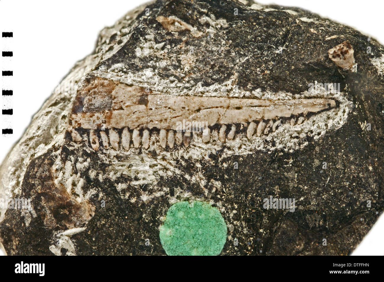 Hylonomus lyelli hi-res stock photography and images - Alamy