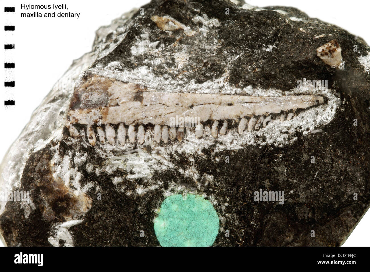 Hylonomus lyelli hi-res stock photography and images - Alamy