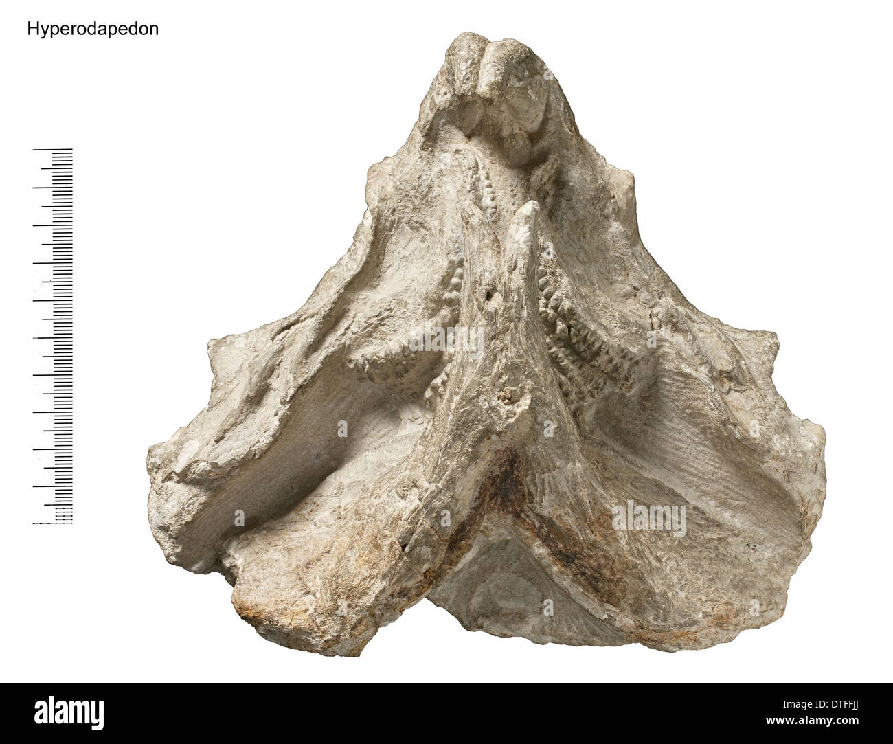 Rhynchosauria hi-res stock photography and images - Alamy