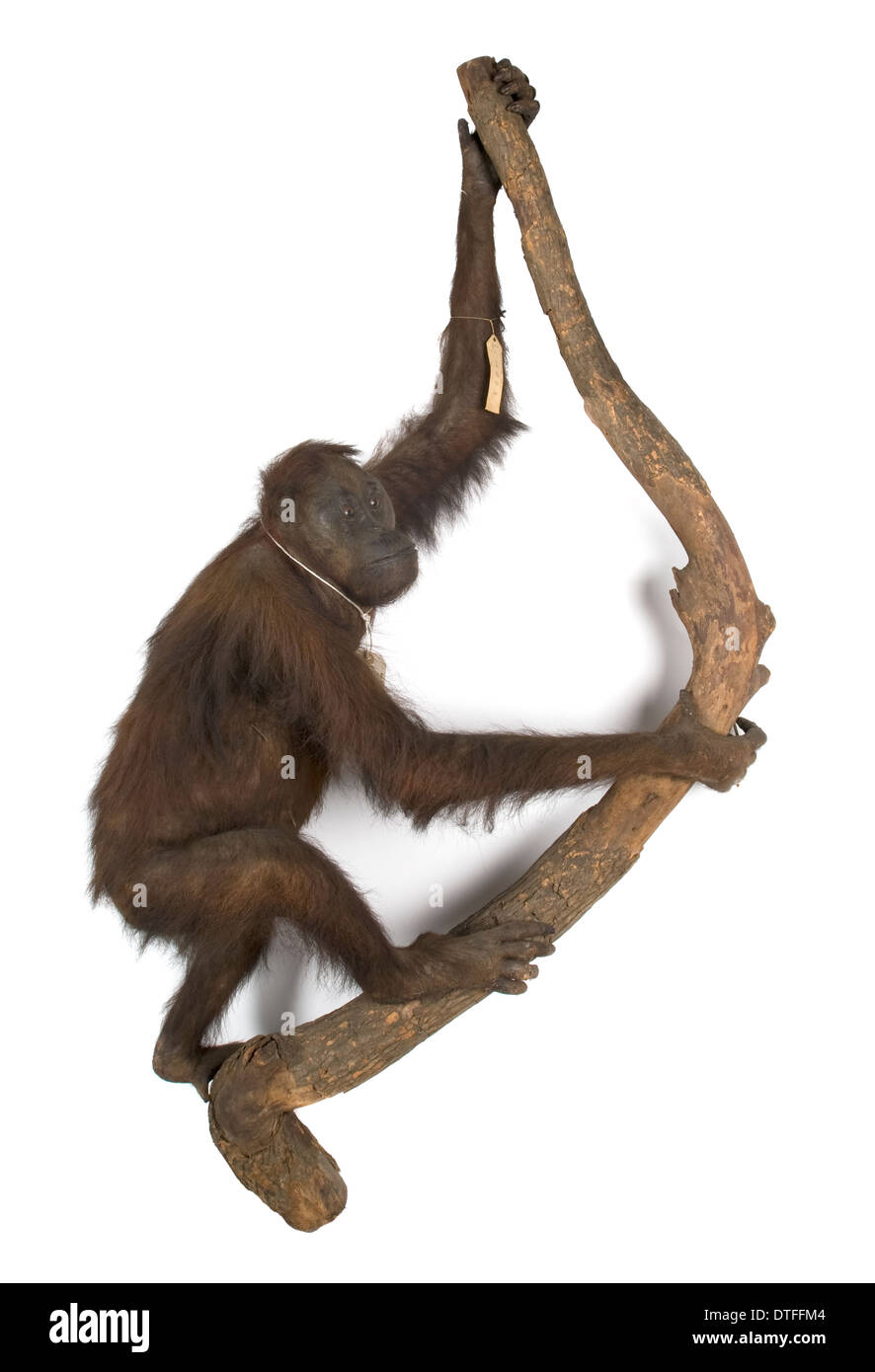 White pongo hi-res stock photography and images - Alamy