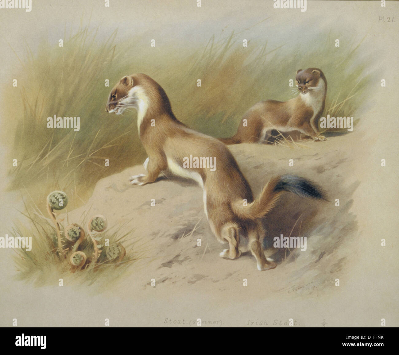 Ermine hi-res stock photography and images - Alamy