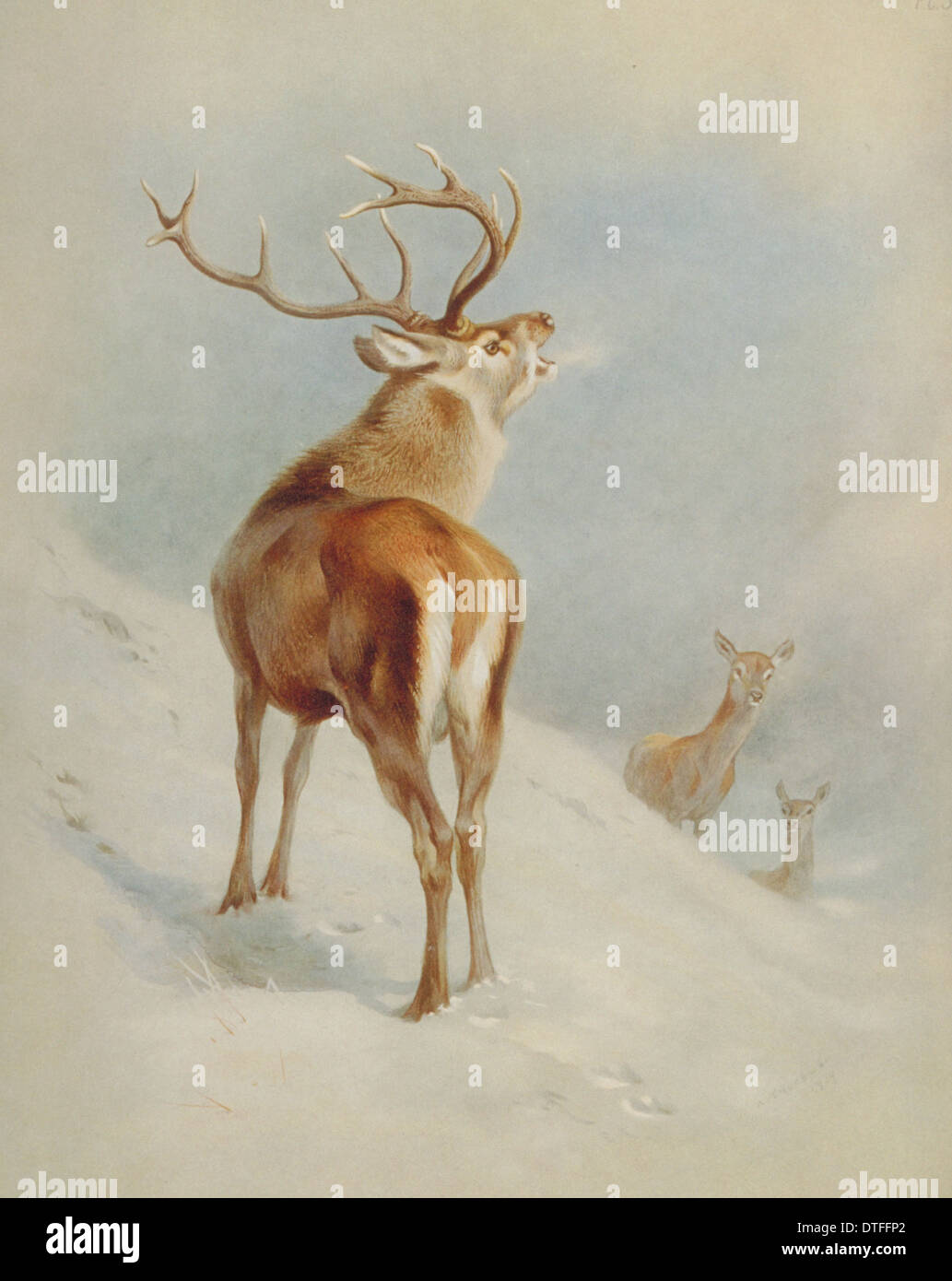 Deer snow illustration victorian hi-res stock photography and images ...