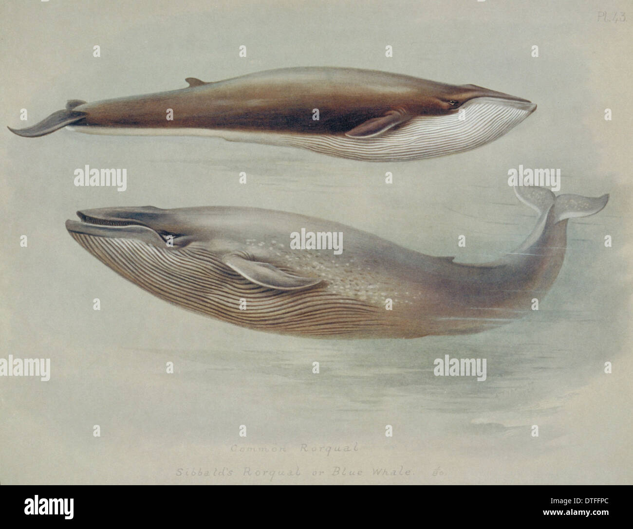Balaenoptera musculus, blue whale and Balaenoptera physalus, fin whale ...