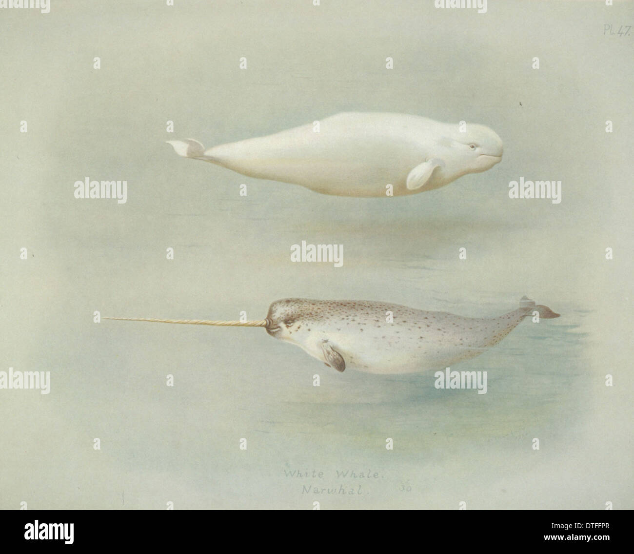 Monodon hi-res stock photography and images - Alamy