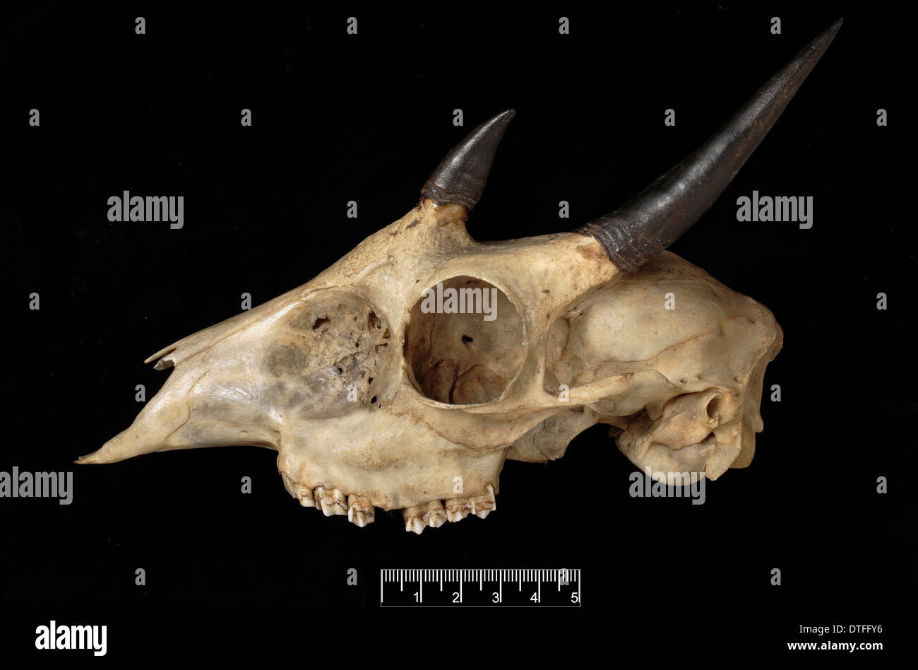 Tetracerus quadricornis, four-horned antelope Stock Photo - Alamy