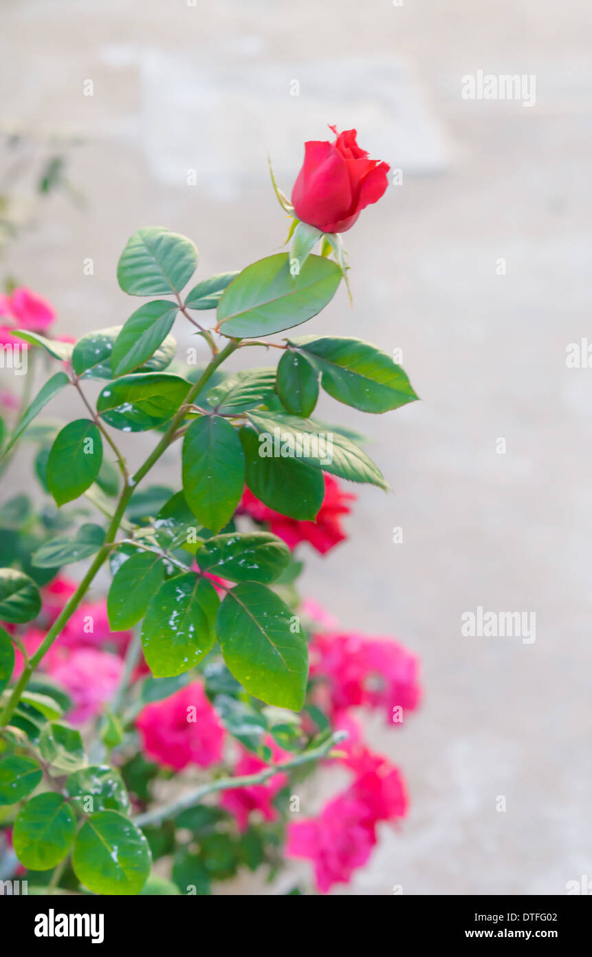 Red leaf rose hi-res stock photography and images - Alamy