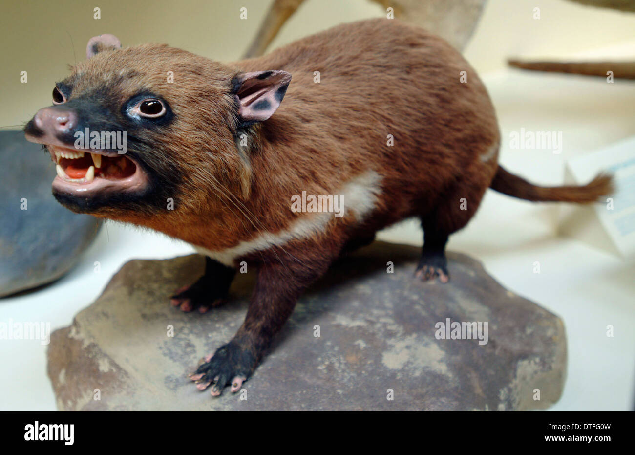 Sarcophilus laniarius, Tasmanian devil Stock Photo - Alamy