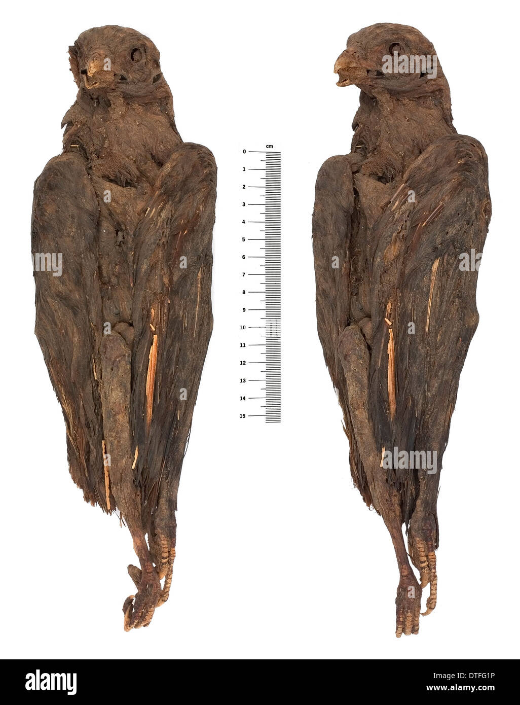 Falcon ancient egypt Cut Out Stock Images & Pictures - Alamy