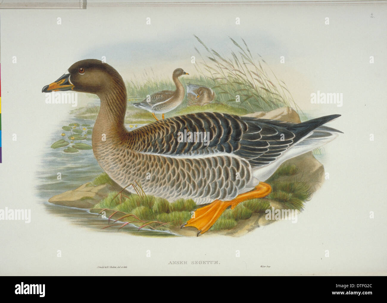 Anser fabalis, bean goose Stock Photo - Alamy