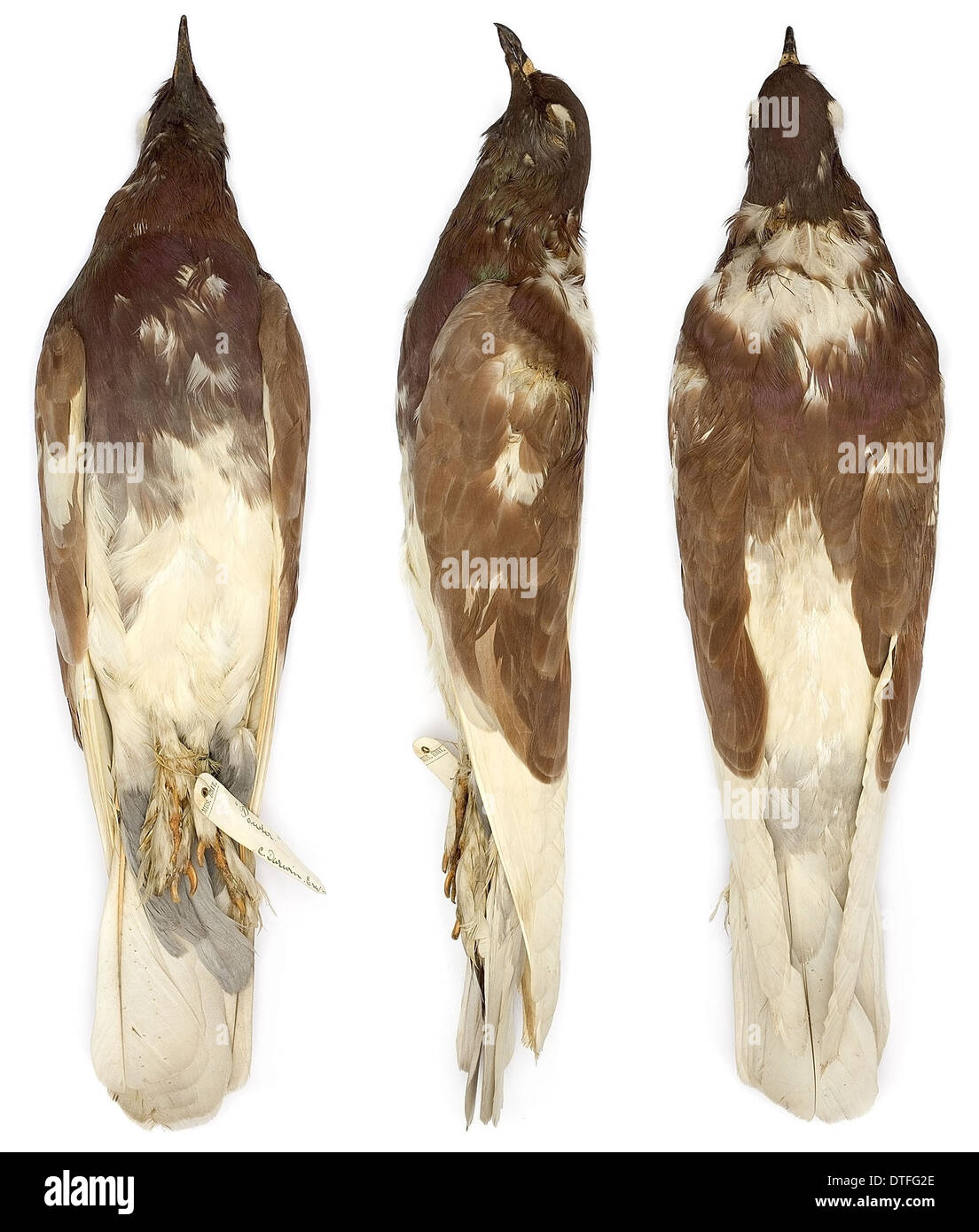 The pouter pigeon hi-res stock photography and images - Alamy