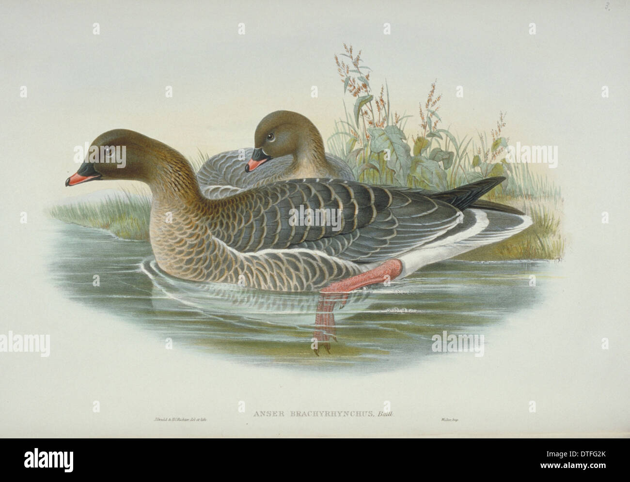 Pink footed goose illustration hi-res stock photography and images - Alamy