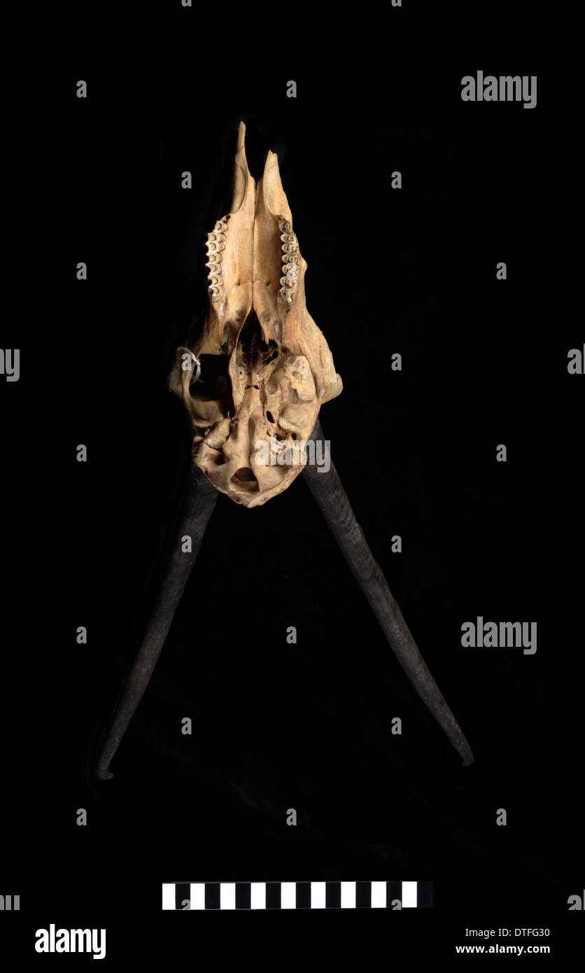Antelope skull hi-res stock photography and images - Alamy