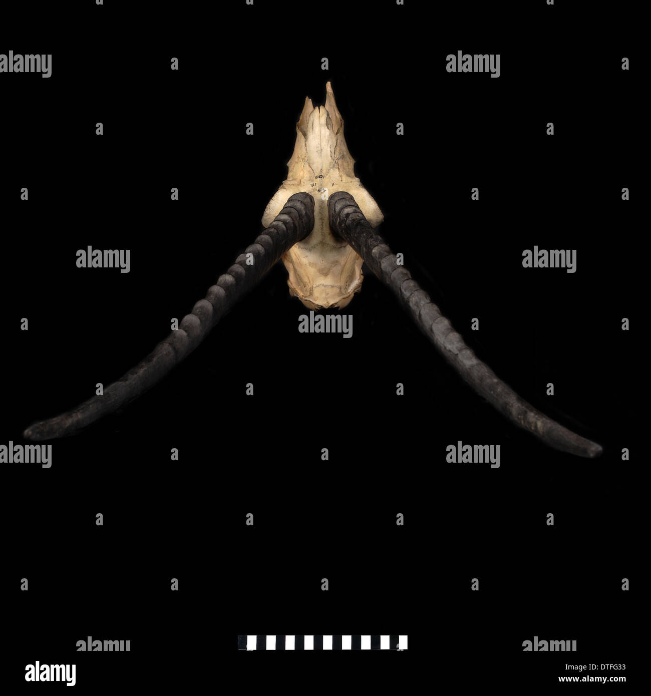 Pantholops hodgsonii (Tibetan antelope or chiru Stock Photo - Alamy