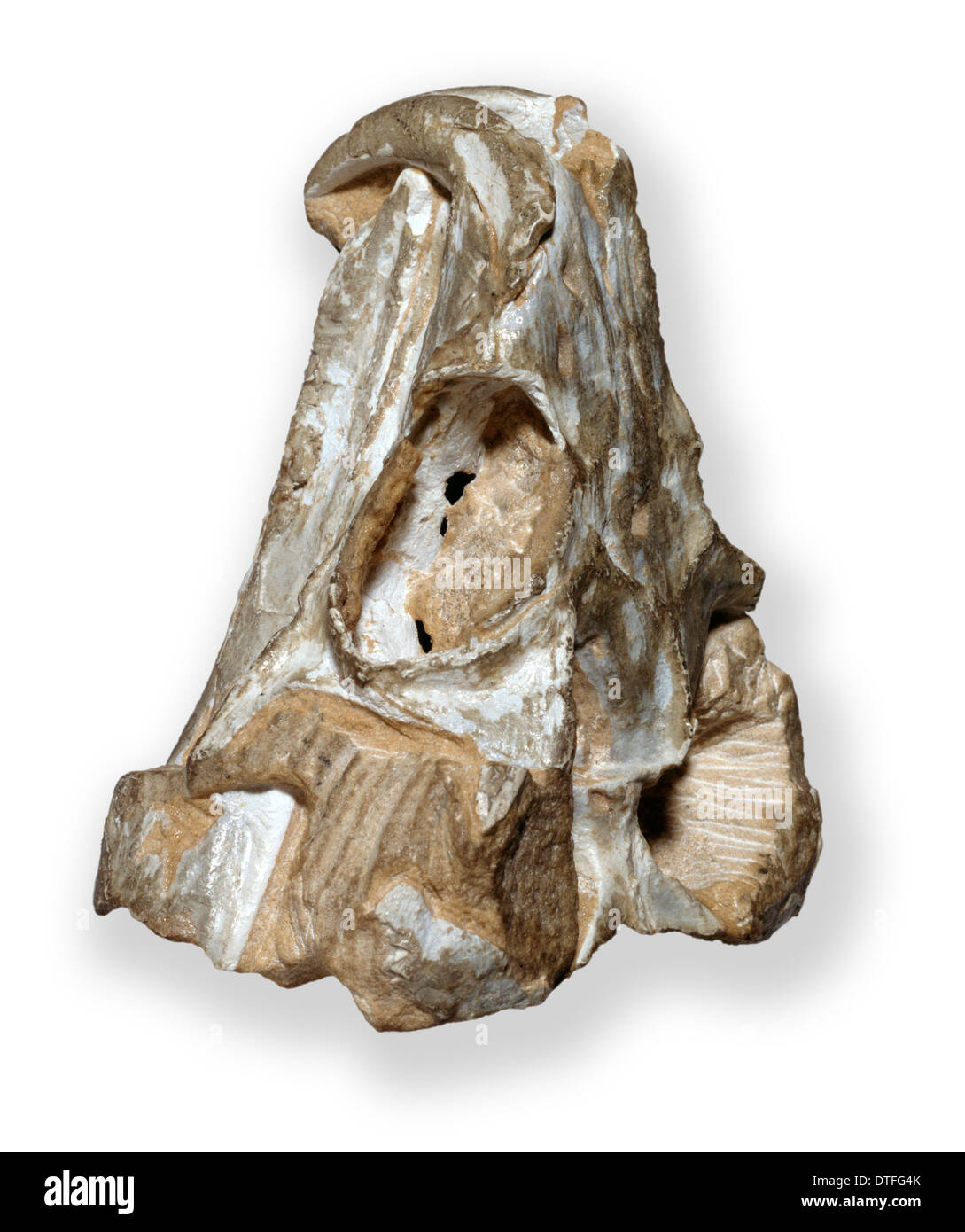 Diapsid reptile skull hi-res stock photography and images - Alamy