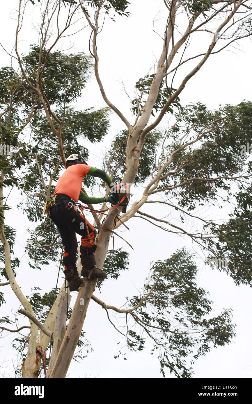 tree surgeon, high above the ground cutting branch off a tree with ...