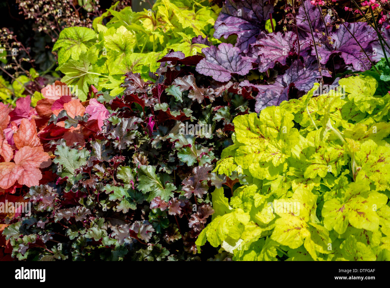Mixed Leaf Plants High Resolution Stock Photography and Images - Alamy