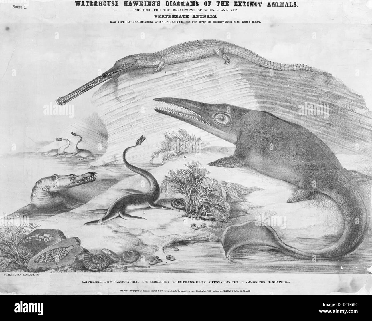 Plesiosaurus, Telesaurus, Ichthyosaurus, Pentacrinites, Ammonite ...