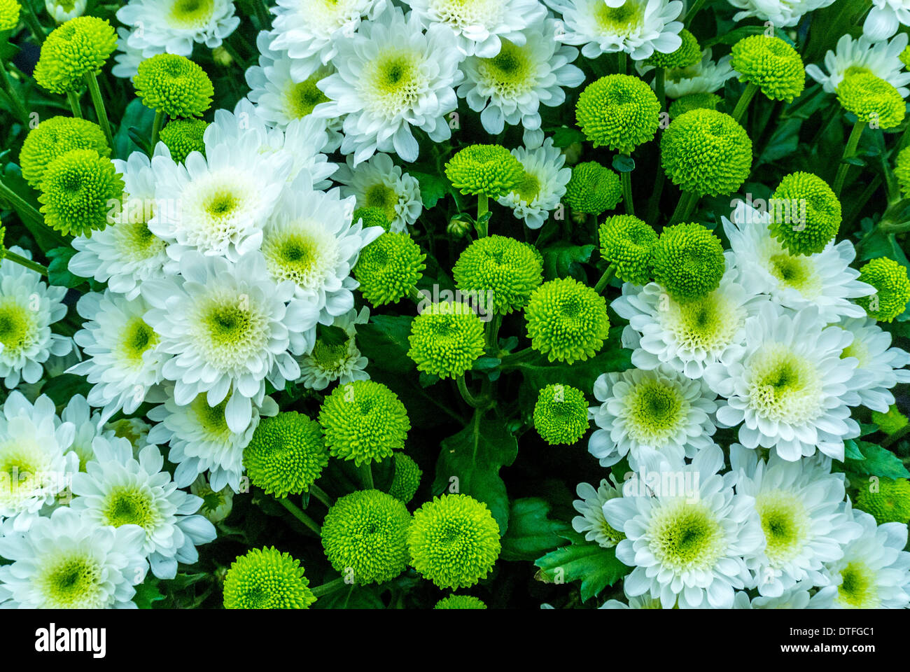 Green chrysanthemums hi-res stock photography and images - Alamy